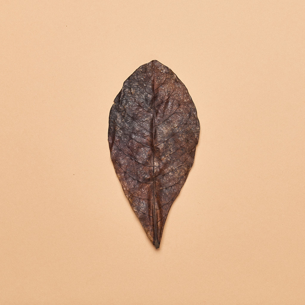 FOR WILD BETTAS - Tannin Aquatics