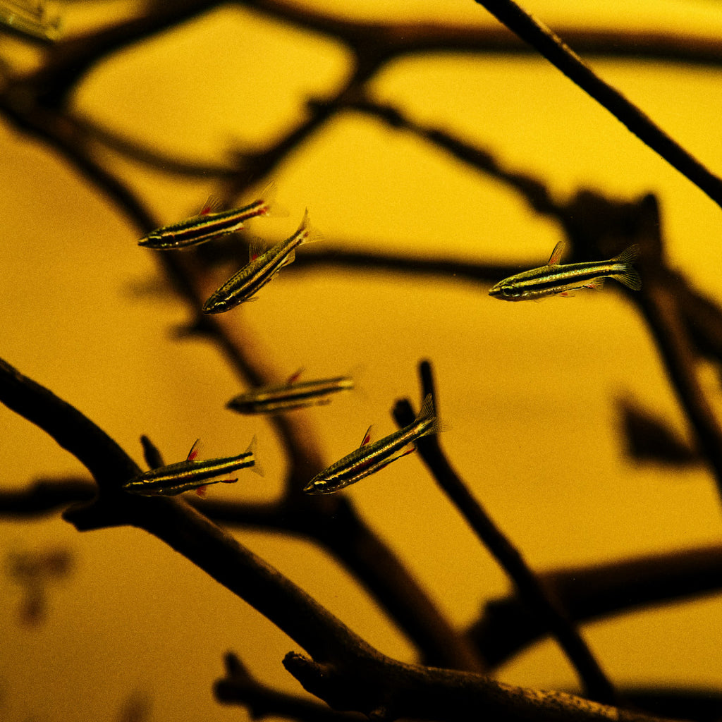 Aquatic Botanicals - Tannin Aquatics