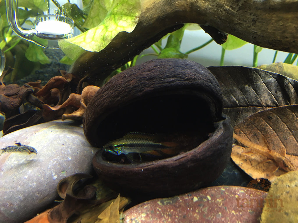 SEED PODS - Tannin Aquatics