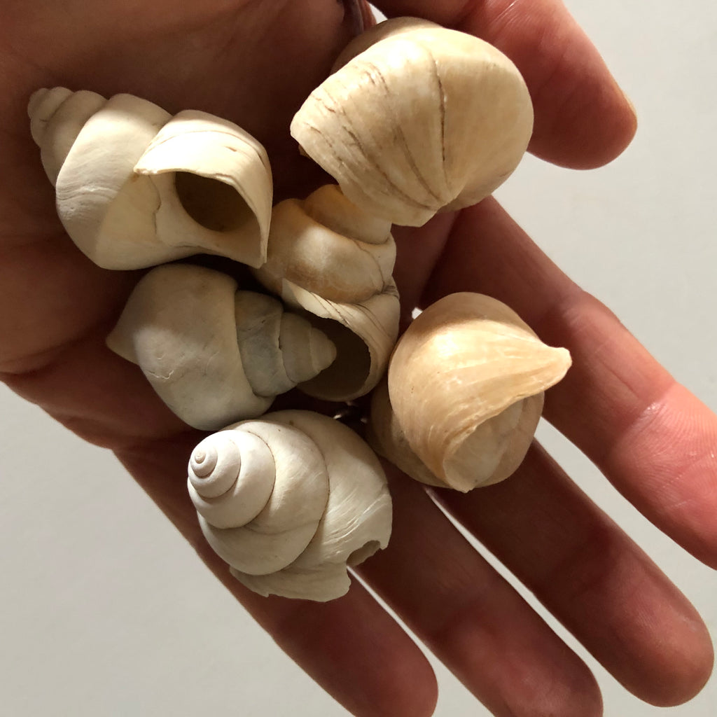 Telescopium Snail Shells (Approximately 2.5"-3" /6.35-7.62cm) - Tannin ...