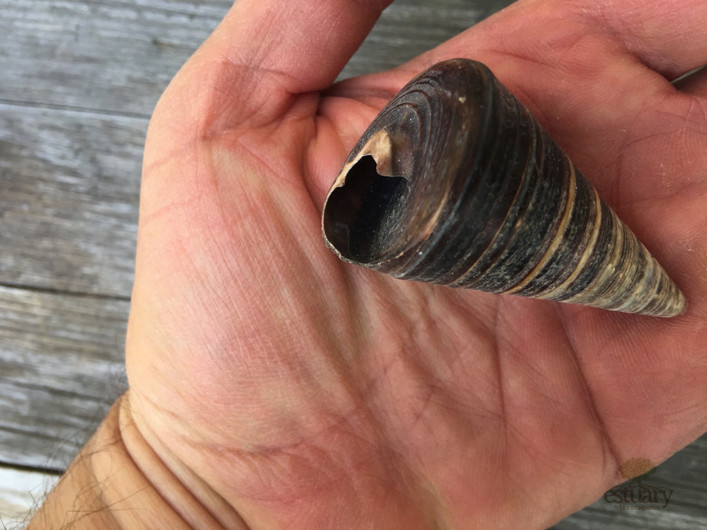 Telescopium Snail Shells (Approximately 2.5"-3" /6.35-7.62cm) - Tannin ...