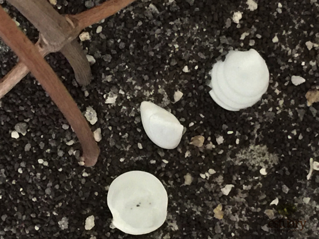 Littorina sp. (Mangrove Periwinkle) Shells (.5oz/142g. package ...