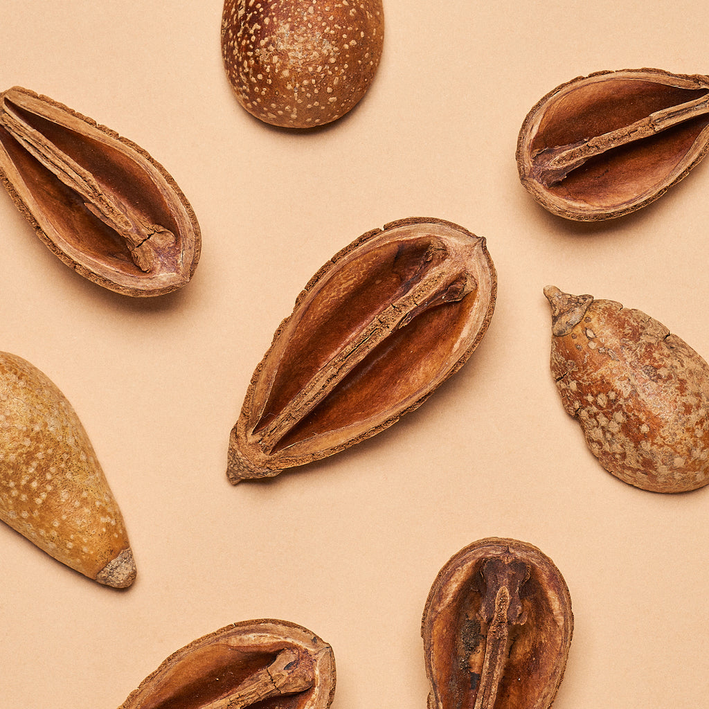 SEED PODS - Tannin Aquatics