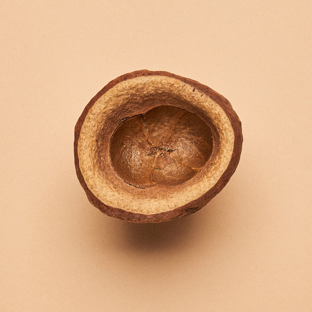 SEED PODS - Tannin Aquatics