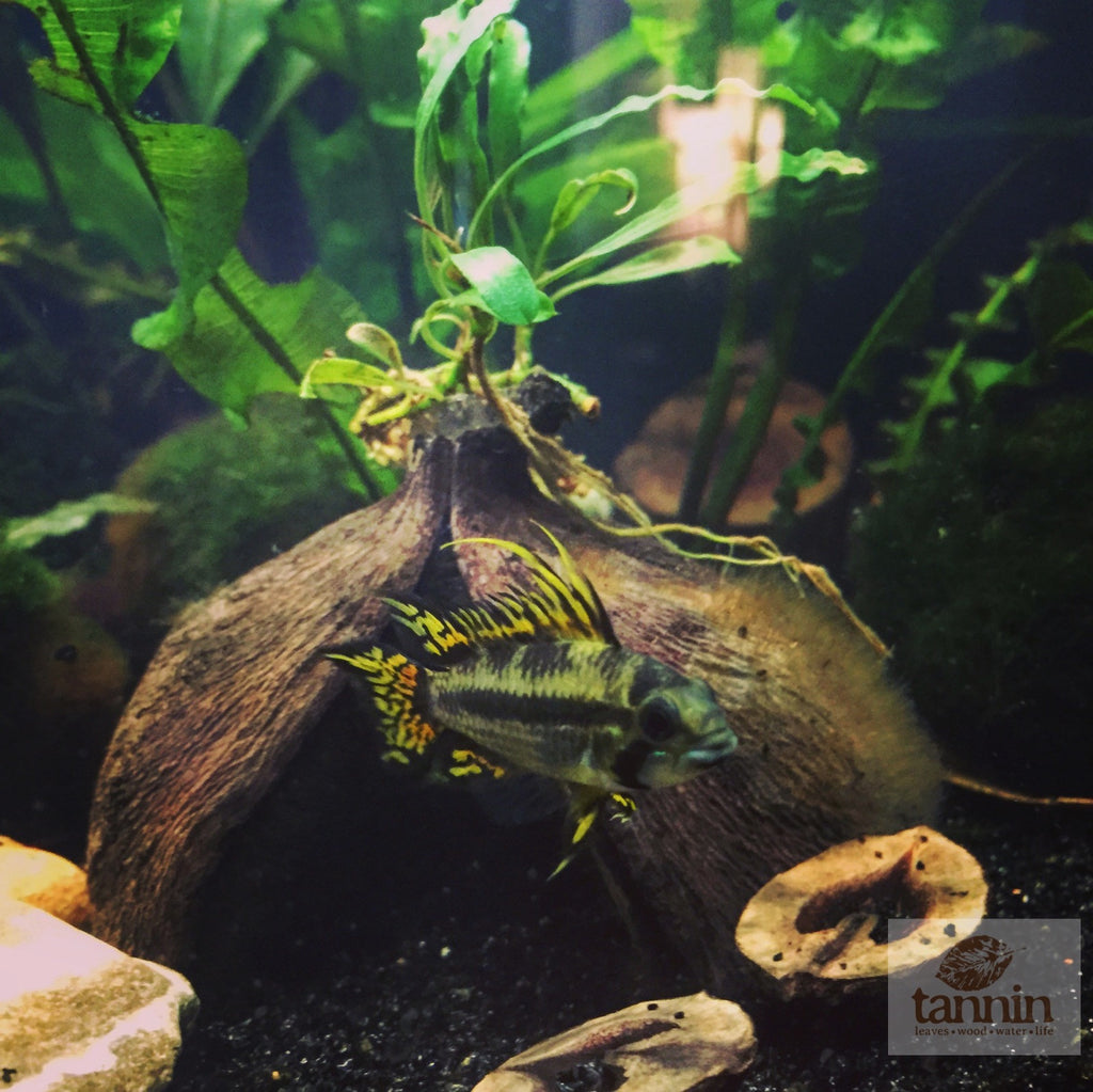 SEED PODS - Tannin Aquatics