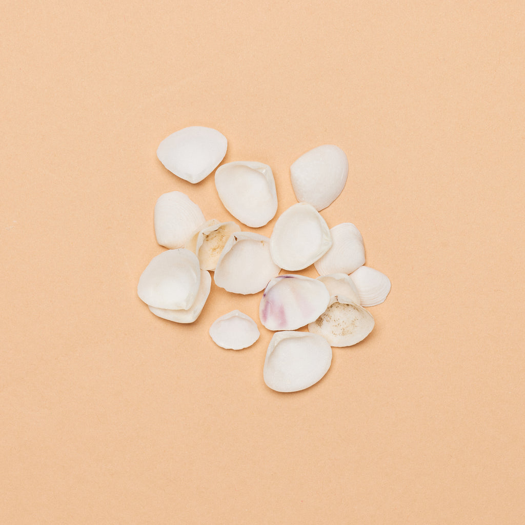 Littorina sp. (Mangrove Periwinkle) Shells (.5oz/142g. package ...